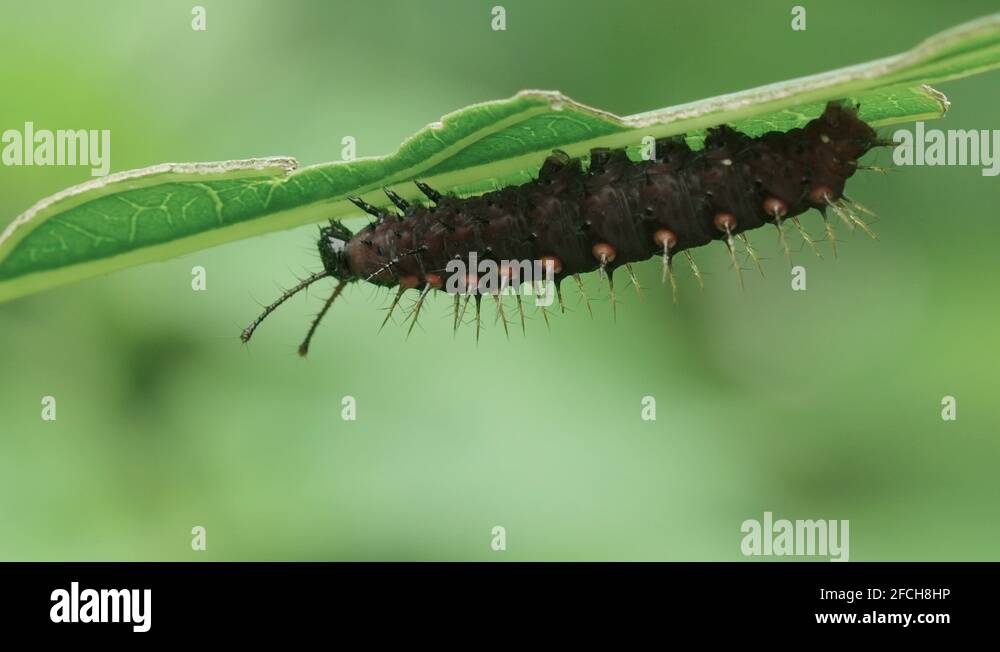 Eruciform Stock Videos & Footage - HD and 4K Video Clips - Alamy