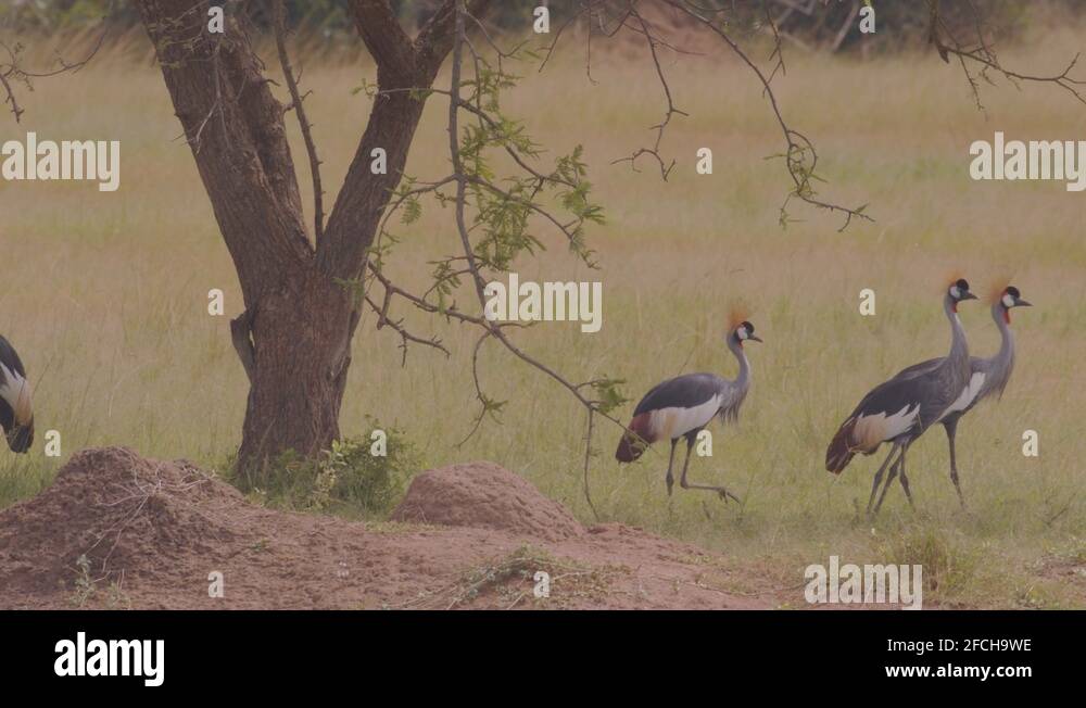 Bird birds fauna african Stock Videos & Footage - HD and 4K Video Clips ...