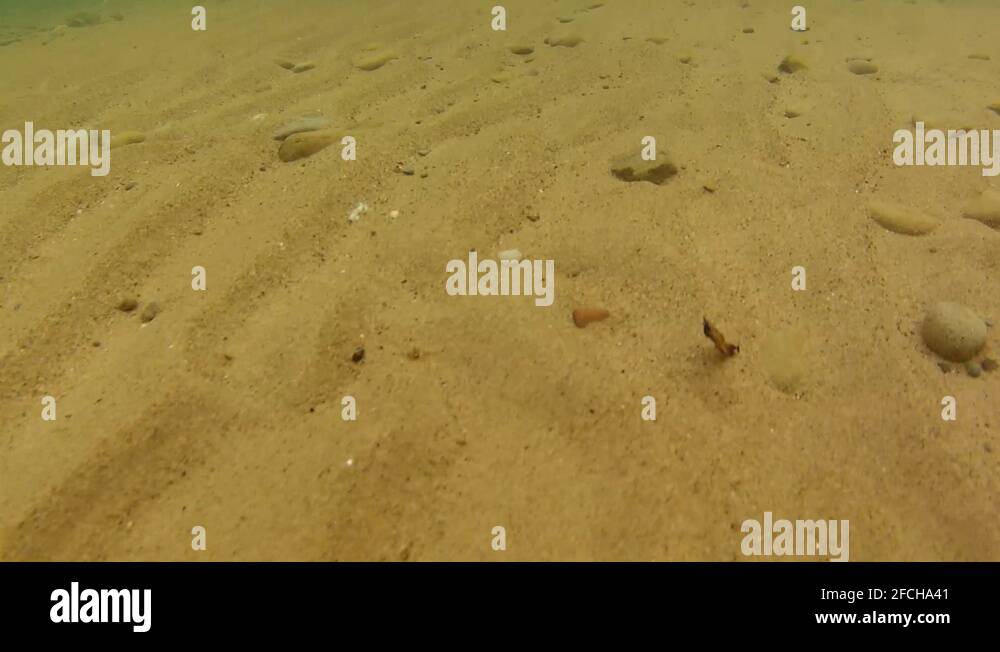 Underwater sand ripples Stock Videos & Footage - HD and 4K Video Clips ...