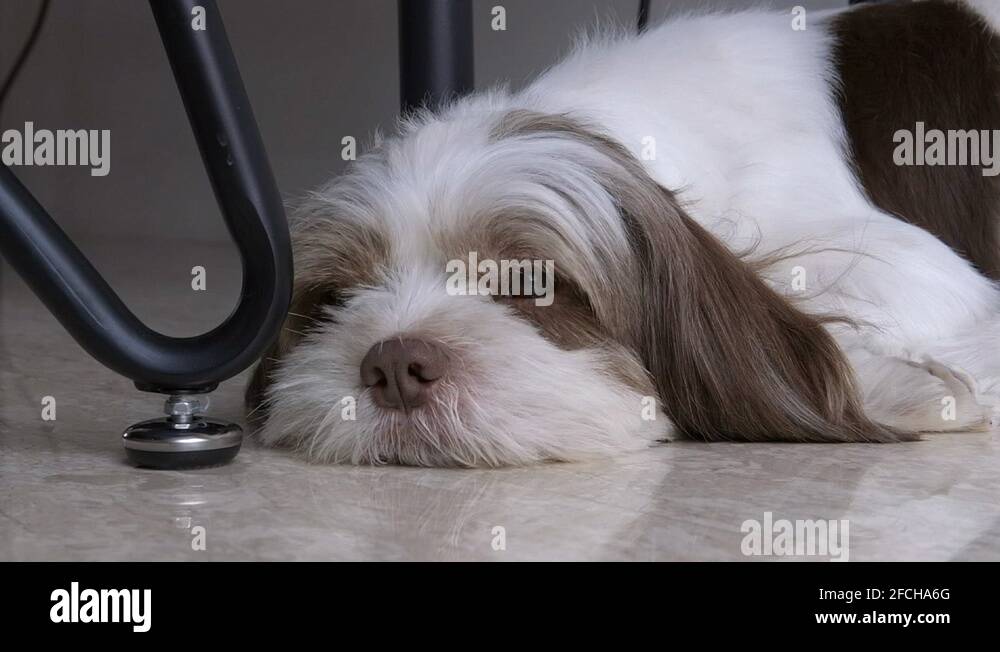 Zoom dog face Stock Videos & Footage - HD and 4K Video Clips - Alamy