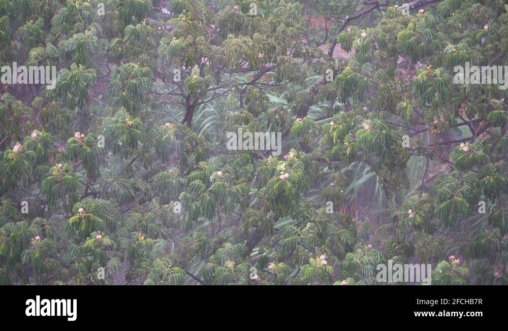 Shaking trees Stock Videos & Footage - HD and 4K Video Clips - Alamy