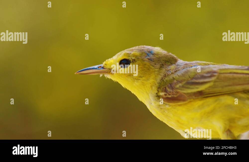 Bird catching insects Stock Videos & Footage - HD and 4K Video Clips ...