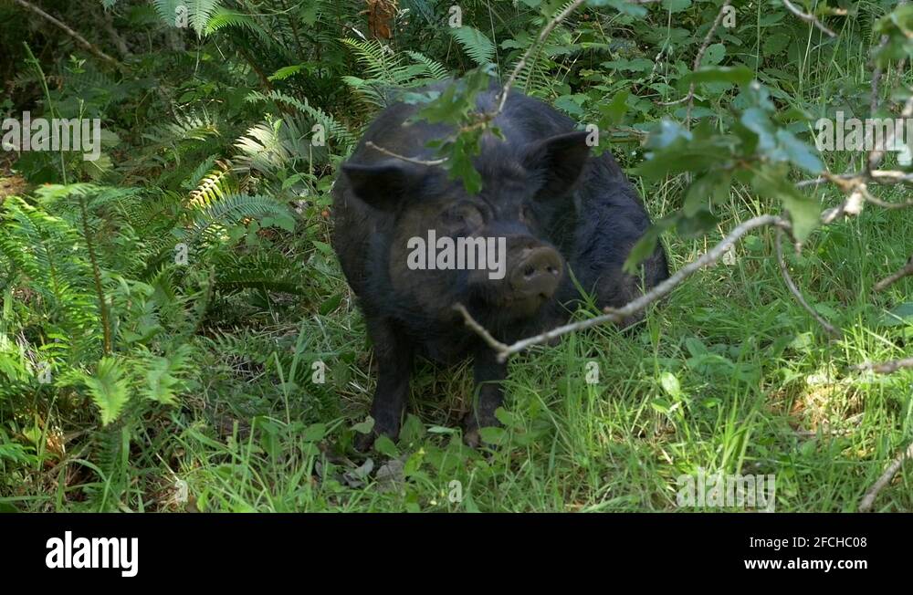 Forest pig Stock Videos & Footage - HD and 4K Video Clips - Alamy