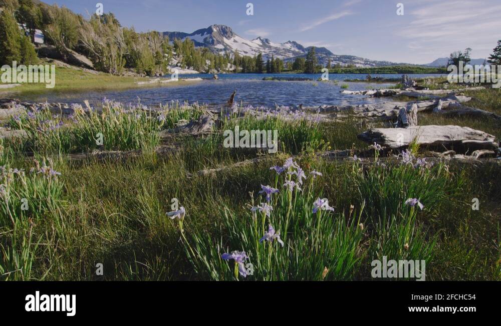 Angle of iris Stock Videos & Footage - HD and 4K Video Clips - Alamy