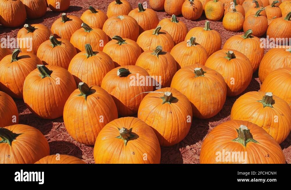 Bulk pumpkins Stock Videos & Footage - HD and 4K Video Clips - Alamy