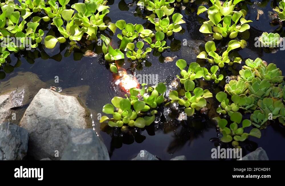 Lake koy fish Stock Videos & Footage - HD and 4K Video Clips - Alamy