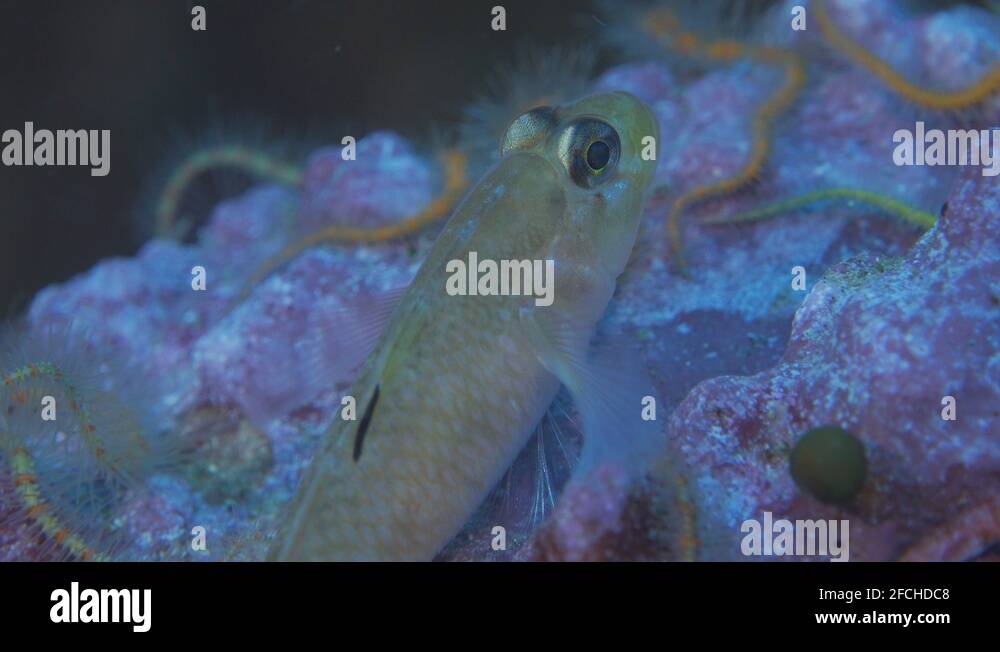 Goby Stock Videos & Footage - HD and 4K Video Clips - Alamy