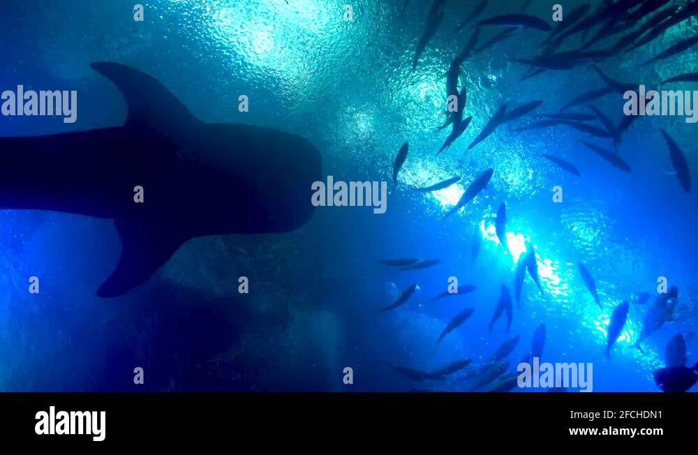 Sharks silhouette Stock Videos & Footage - HD and 4K Video Clips - Alamy