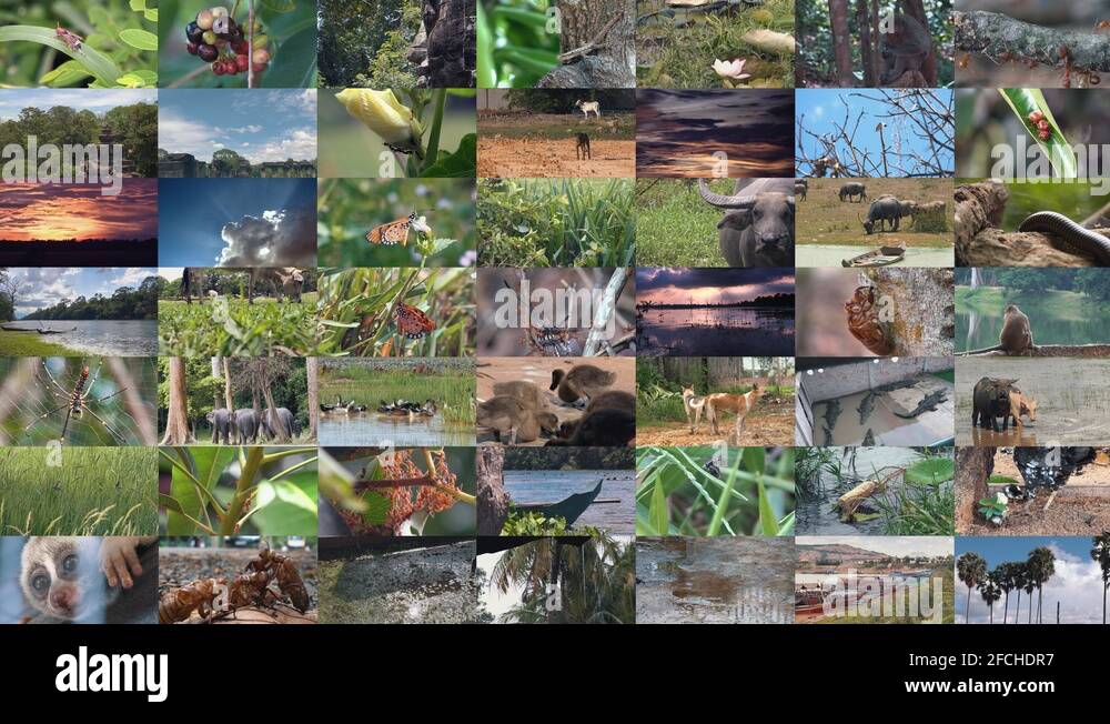 Wildlife clips Stock Videos & Footage - HD and 4K Video Clips - Alamy