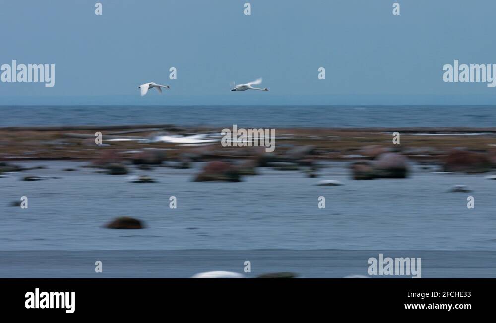 Race fowl Stock Videos & Footage - HD and 4K Video Clips - Alamy