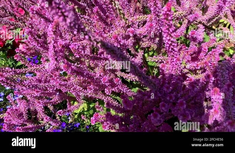 Tail natural phenomenon Stock Videos & Footage - HD and 4K Video Clips ...