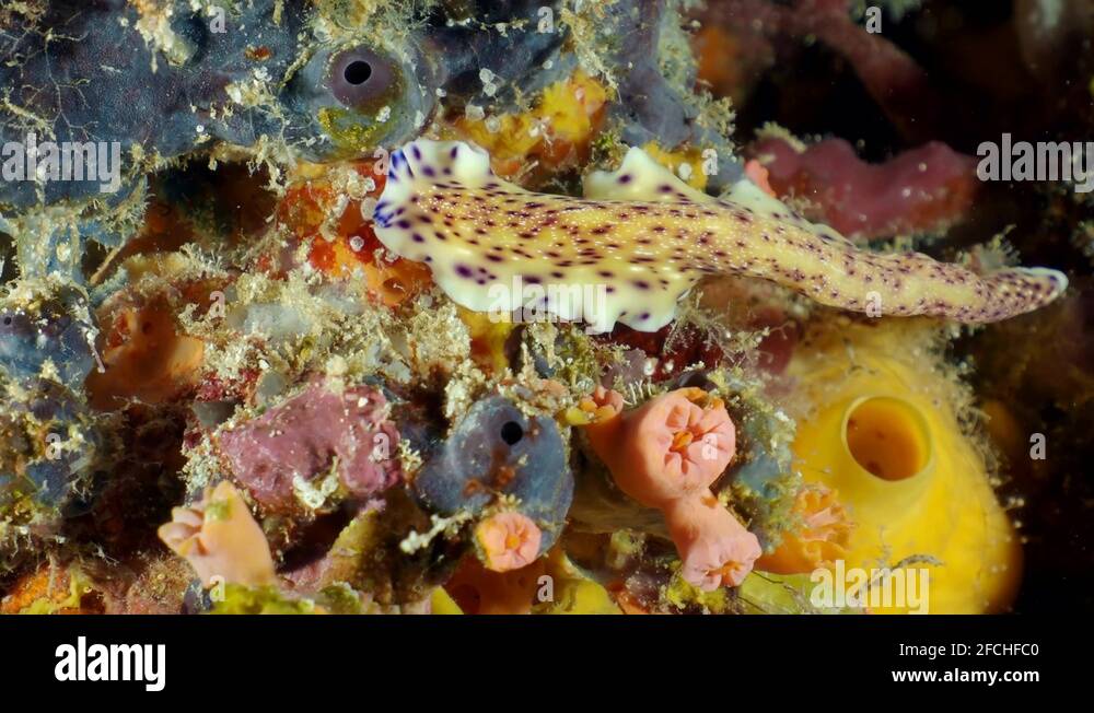 Pseudoceros laingensis Stock Videos & Footage - HD and 4K Video Clips ...