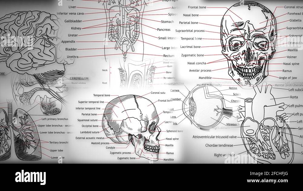 4K Human Body Parts Stock Video Footage - Alamy