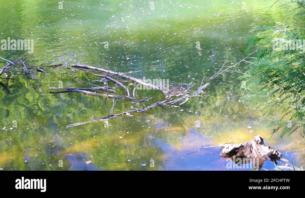 Tree branches in water Stock Videos & Footage - HD and 4K Video Clips ...