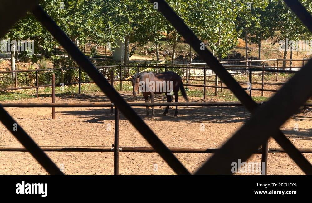 horse behind bars, in captivity, brown horse locked up, filmed in 4k ...