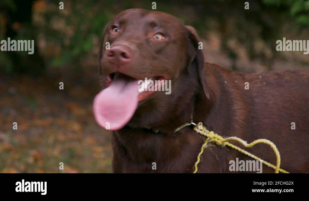 Chocolate dog Stock Videos & Footage - HD and 4K Video Clips - Alamy