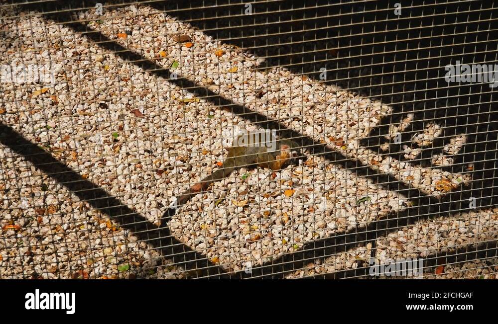 Monkey farm Stock Videos & Footage - HD and 4K Video Clips - Alamy