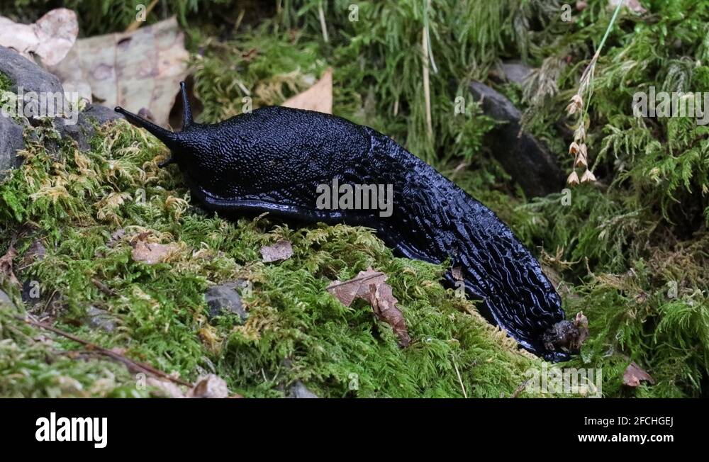 Lusitanian slug arion Stock Videos & Footage - HD and 4K Video Clips ...