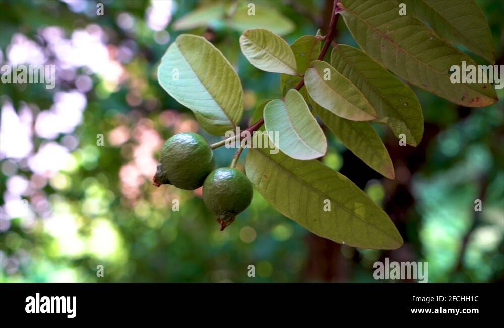 Coconut guava Stock Videos & Footage - HD and 4K Video Clips - Alamy