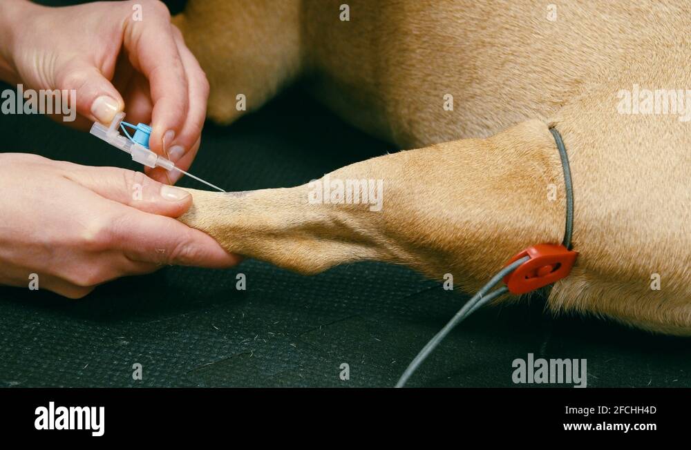 Veterinarian Giving Dog A I.V. Cannula (Catheter Stock Video Footage ...