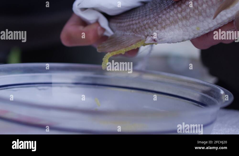 Saline fish Stock Videos & Footage - HD and 4K Video Clips - Alamy