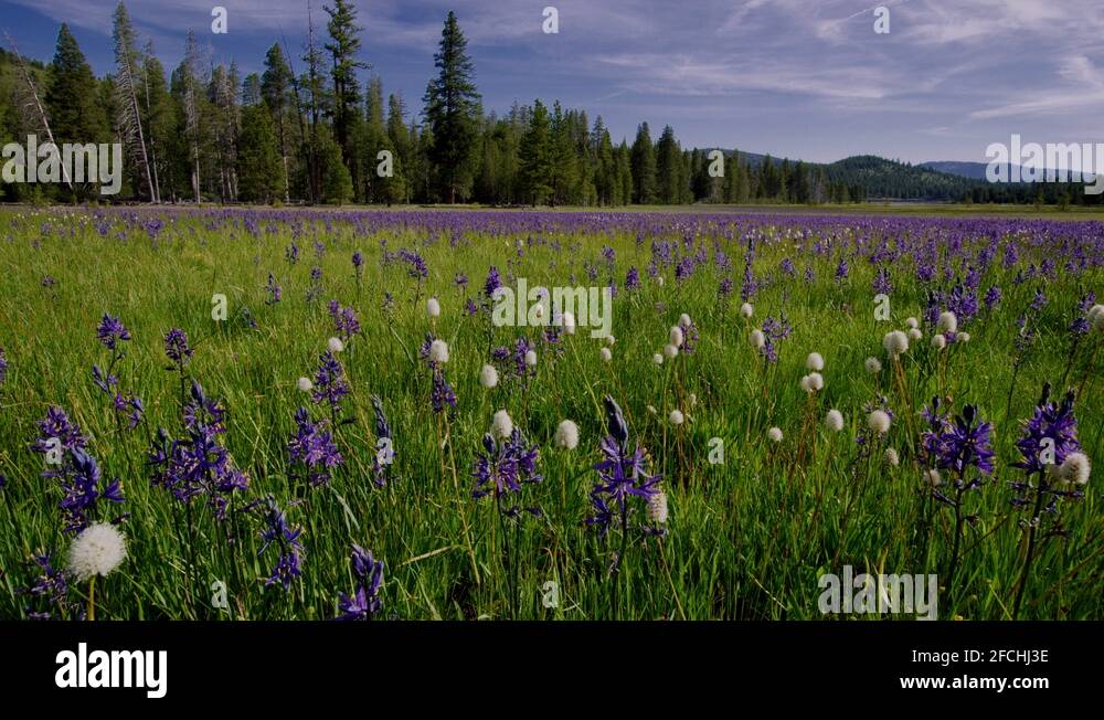 Wide angle panning view of swaying purple Camas Lilly wildflowers in a ...