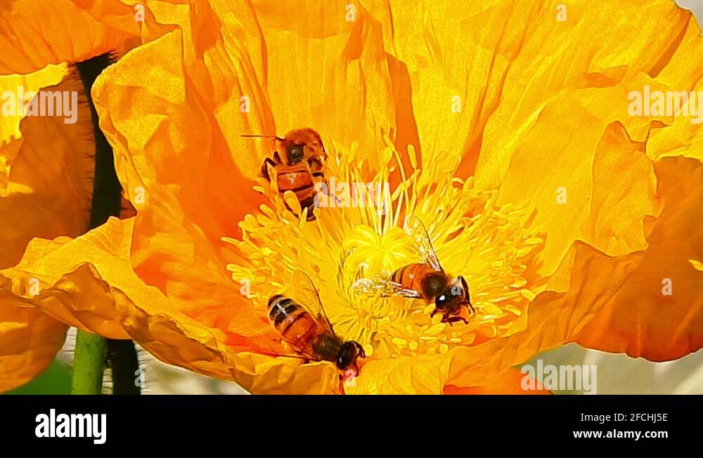 Communicating bees Stock Videos & Footage - HD and 4K Video Clips - Alamy