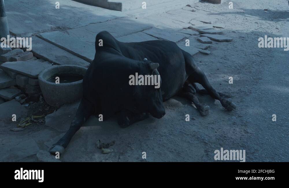 Panning Around A Calf Baby Cow Laying On A Busy Street In India Stock ...