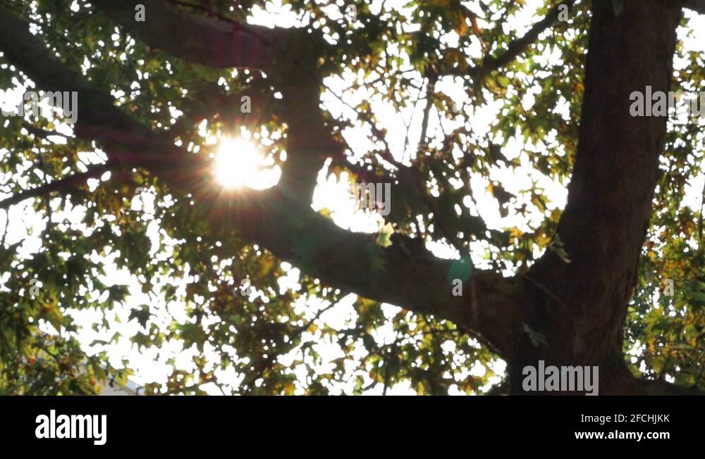 Sunlight shining through the leaves and branches of a tree Stock Video ...