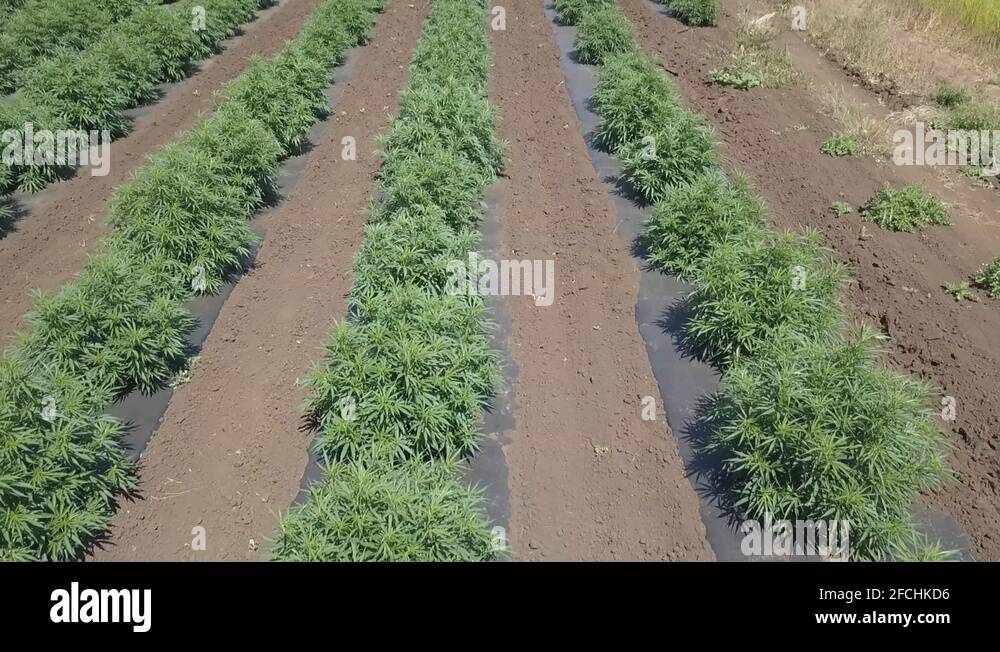 Industrial Hemp Field farmed in rows with multiple cultivars and ...