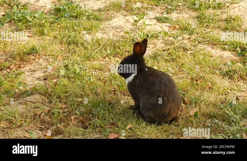 Hare stretching Stock Videos & Footage - HD and 4K Video Clips - Alamy