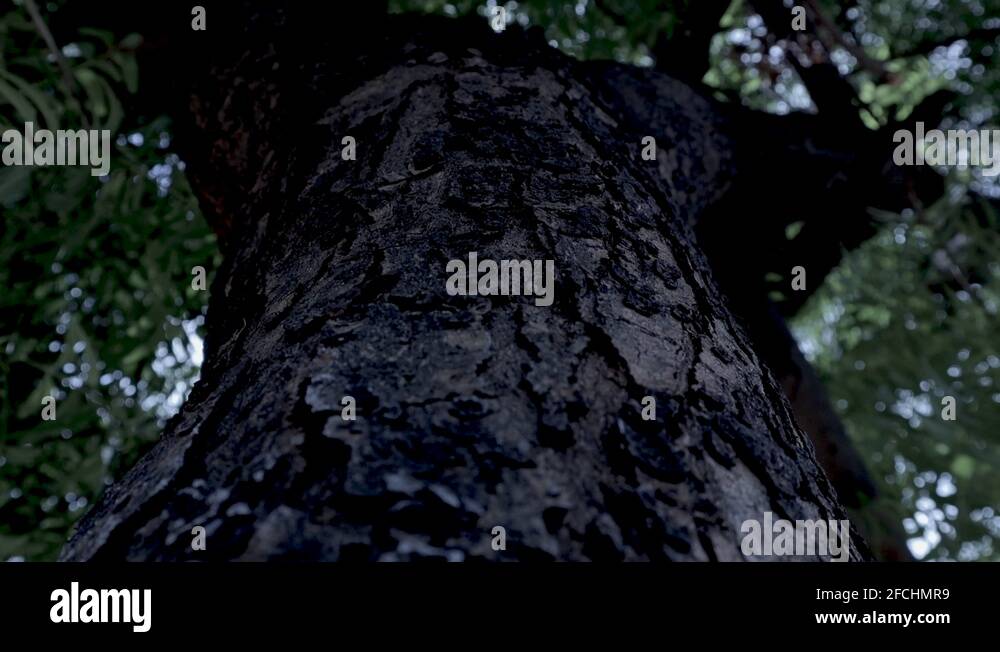 Demon tree Stock Videos & Footage - HD and 4K Video Clips - Alamy