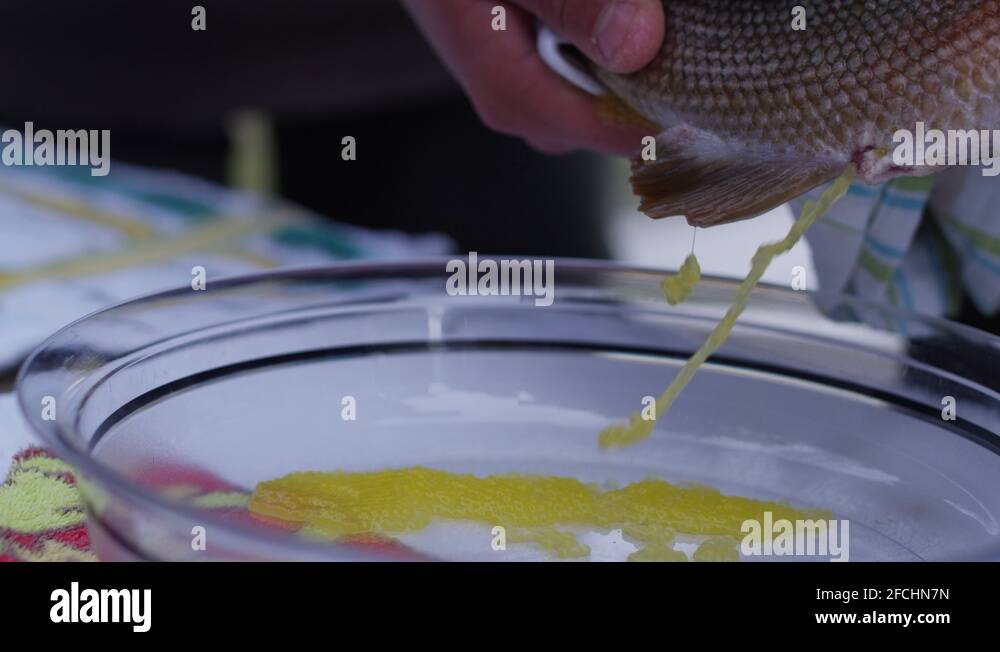 Mullet plant Stock Videos & Footage - HD and 4K Video Clips - Alamy