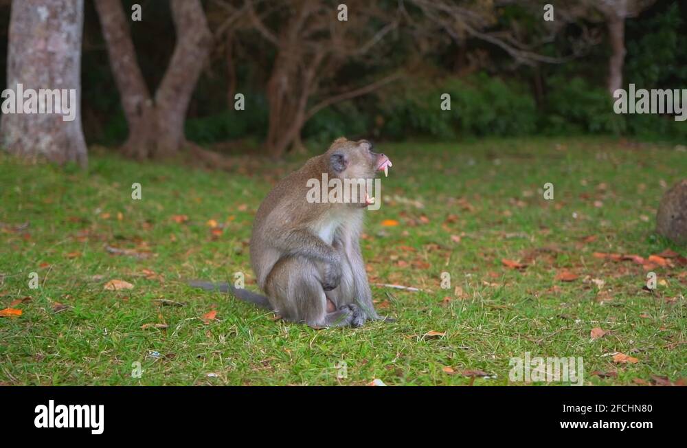 Mauritius monkey Stock Videos & Footage - HD and 4K Video Clips - Alamy