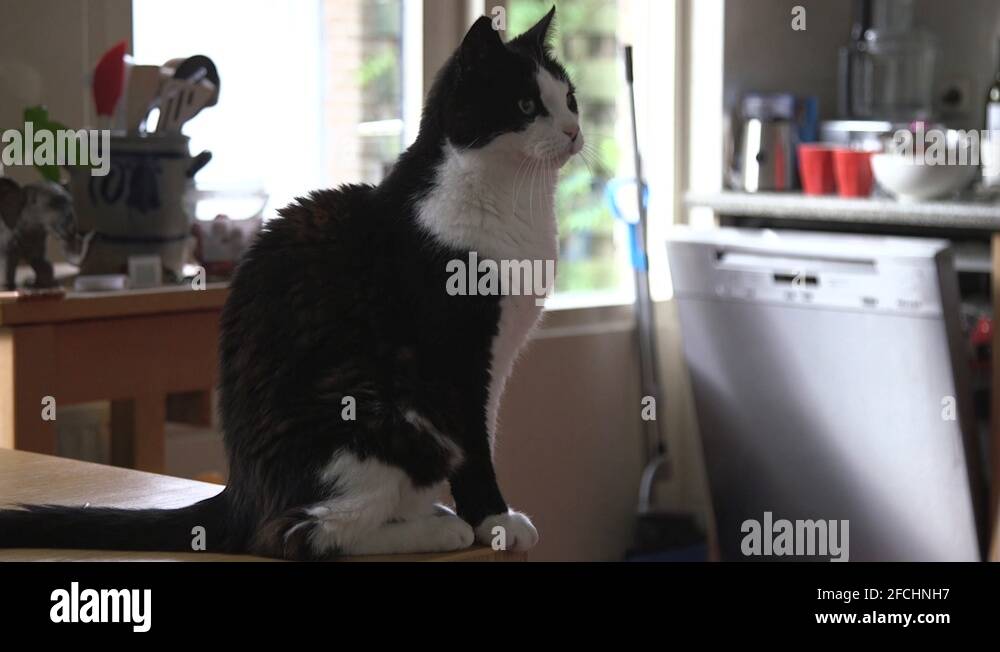 Cat walking out frame Stock Videos & Footage - HD and 4K Video Clips ...