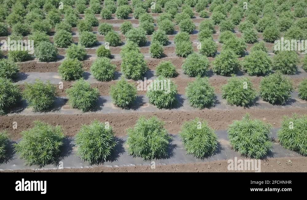 Industrial Hemp Field farmed in rows with multiple cultivars and ...