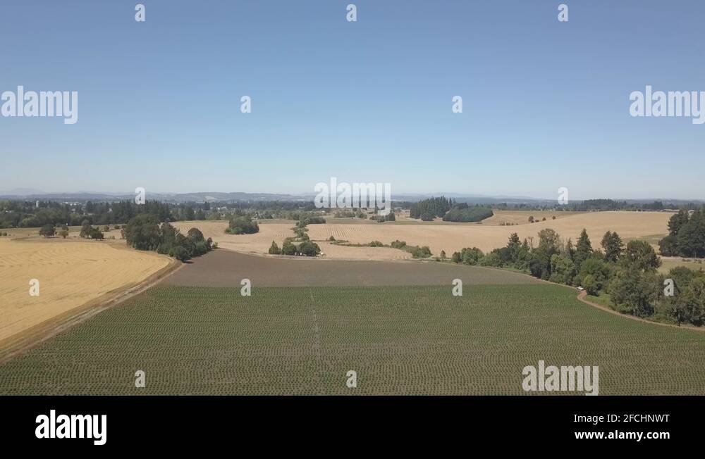 Industrial Hemp Field farmed in rows with multiple cultivars and ...