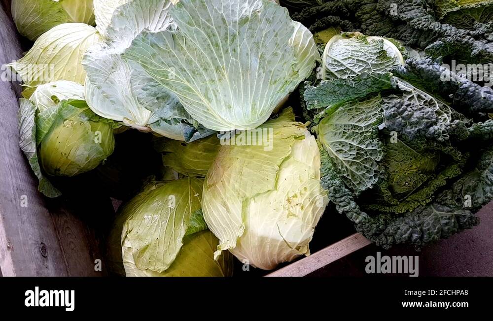 extreme close up of cabbage of different shape color and types.J.A ...