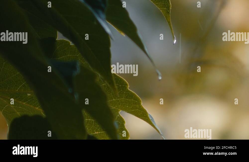 Rain drip drop Stock Videos & Footage - HD and 4K Video Clips - Alamy