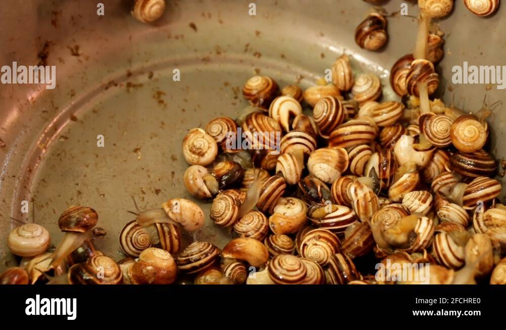 Typical of land snails Stock Videos & Footage - HD and 4K Video Clips ...