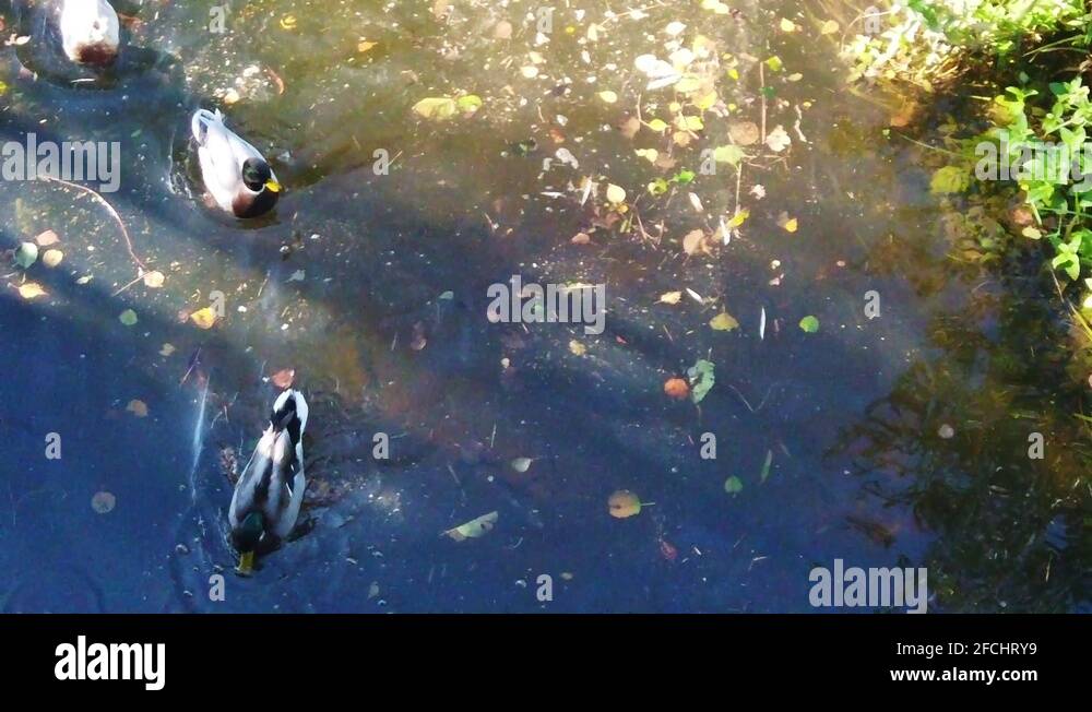Fish eating ducks Stock Videos & Footage - HD and 4K Video Clips - Alamy