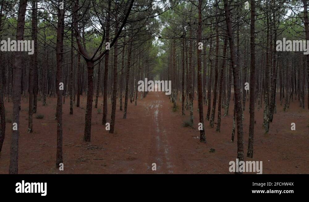 Pine wood forest portugal Stock Videos & Footage - HD and 4K Video ...