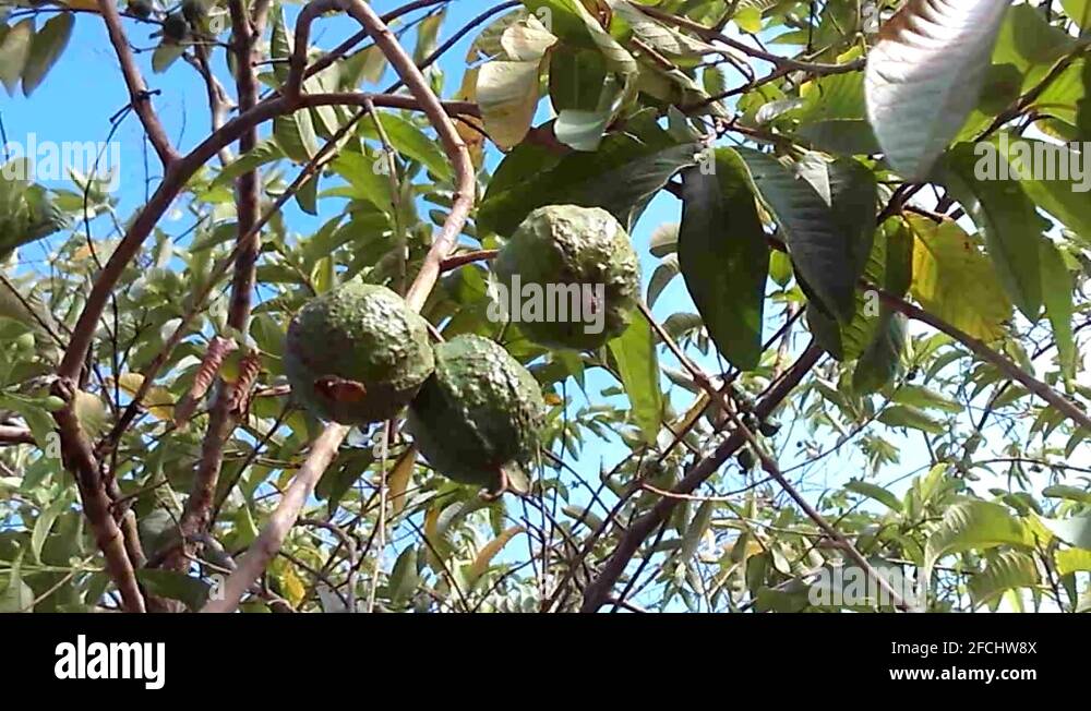Guava fruits on the tree Stock Videos & Footage - HD and 4K Video Clips ...