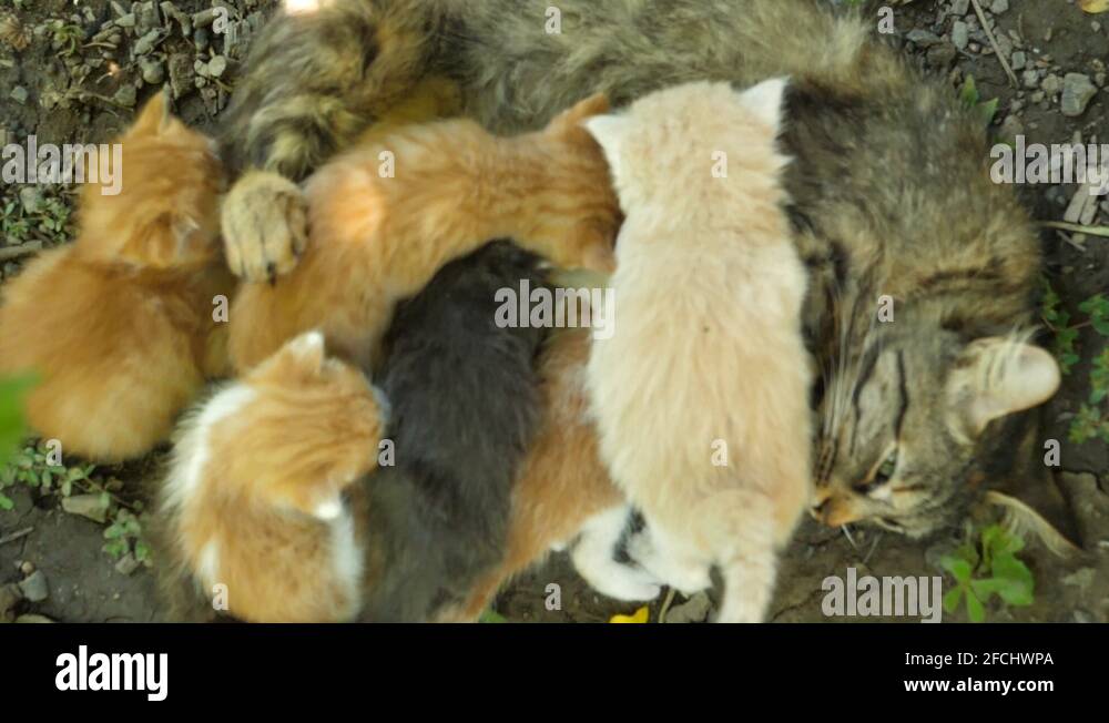 Maternal lifestyle Stock Videos & Footage - HD and 4K Video Clips - Alamy