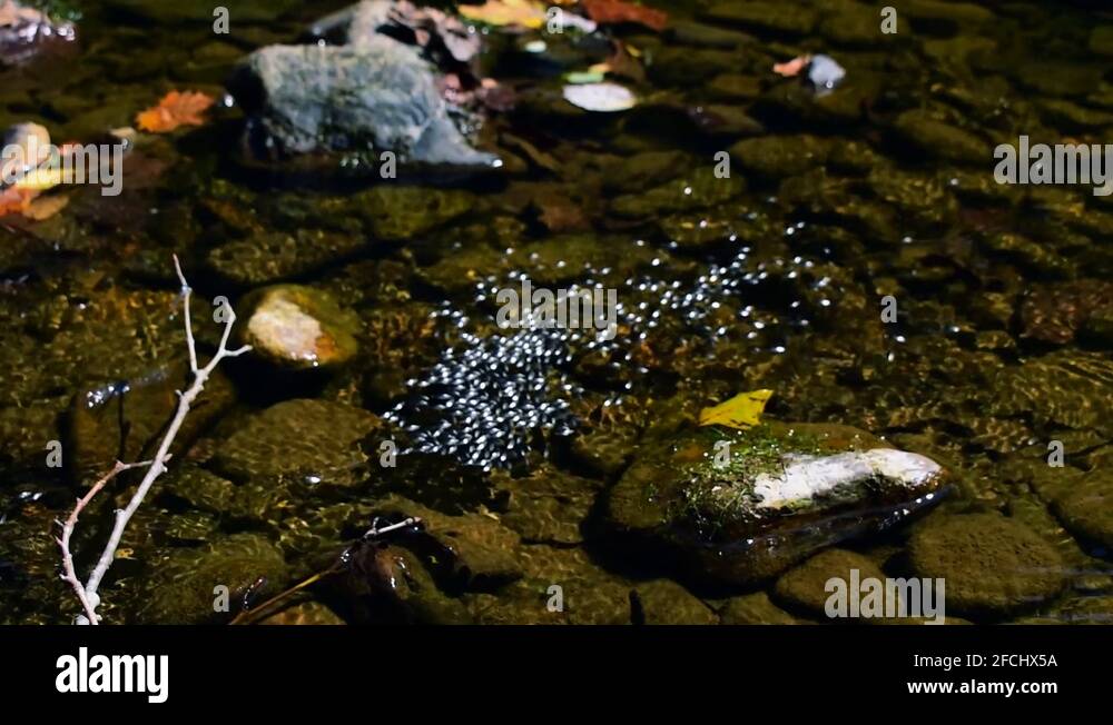Backswimmer insects Stock Videos & Footage - HD and 4K Video Clips - Alamy