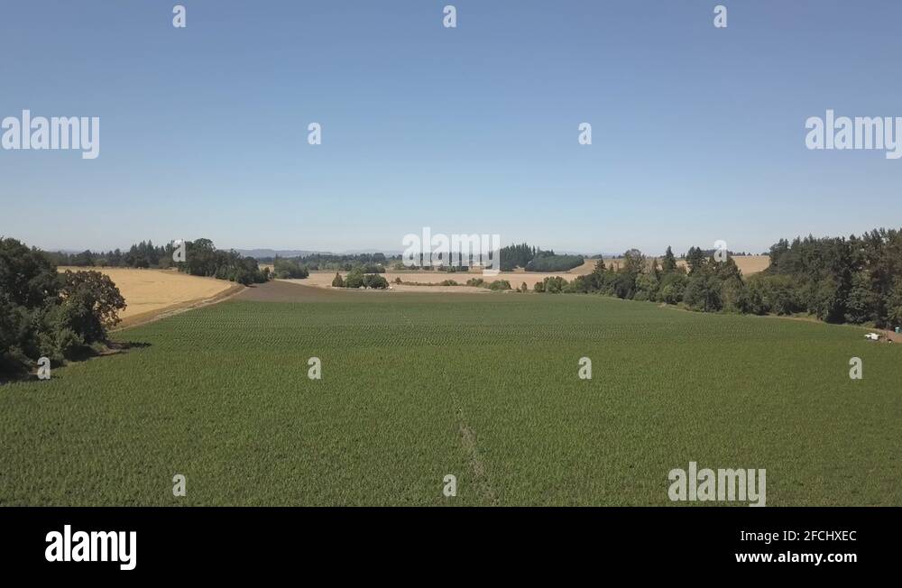 Industrial Hemp Field farmed in rows with multiple cultivars and ...