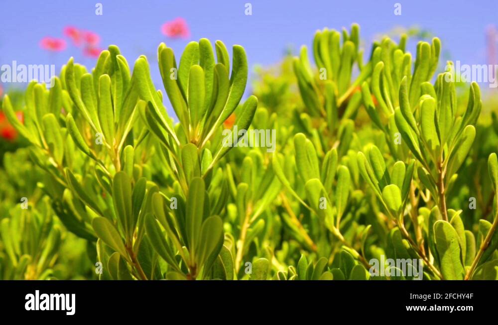 Objects plant Stock Videos & Footage - HD and 4K Video Clips - Alamy