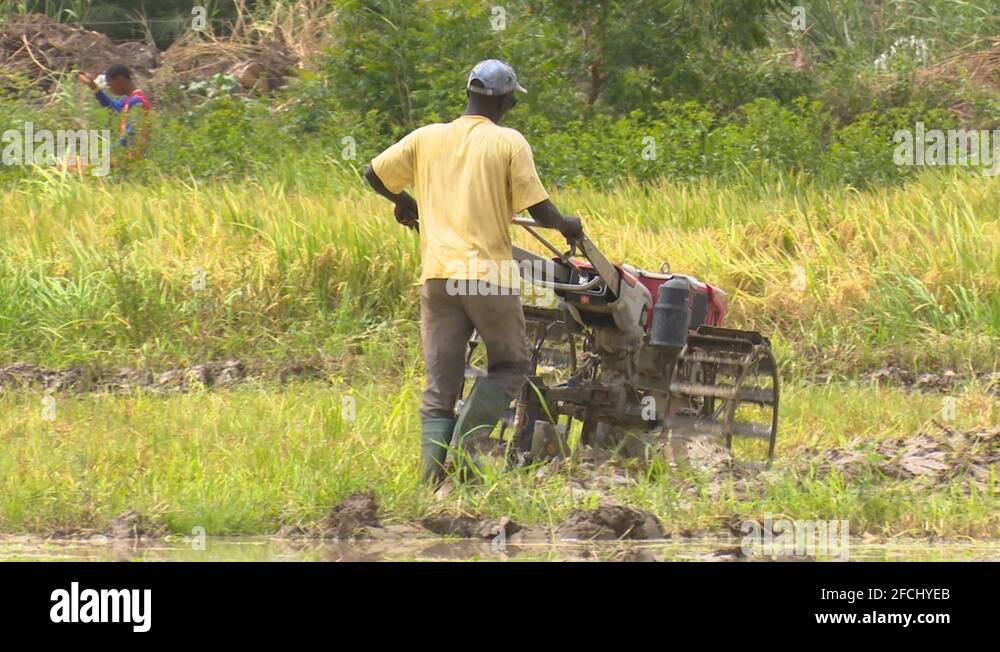 Chinese peasant plow Stock Videos & Footage - HD and 4K Video Clips - Alamy