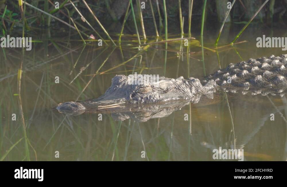 alligator in everglades swamp slough marsh wetland habitat Stock Video ...