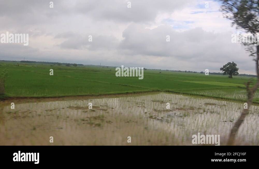 Village paddy field Stock Videos & Footage - HD and 4K Video Clips - Alamy